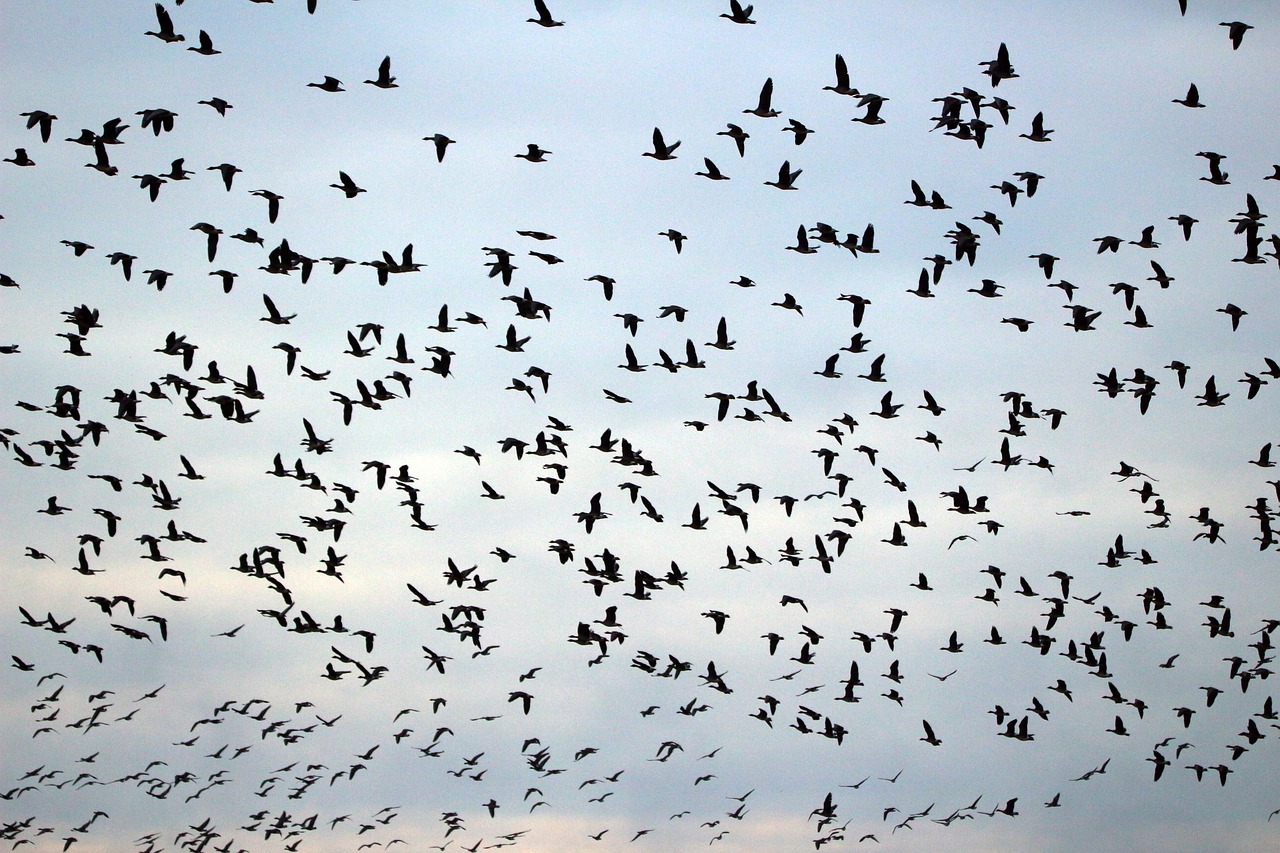 Wildgänse Vogelschwarm Zugvogel - Kostenloses Foto auf Pixabay - Pixabay