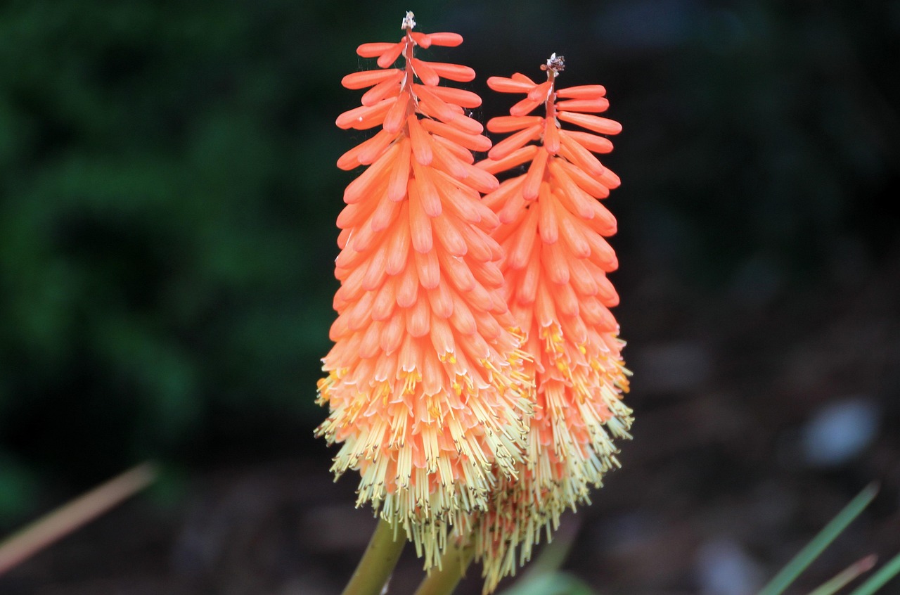 Antorcha Lirio Jardín Vistoso - Foto gratis en Pixabay - Pixabay