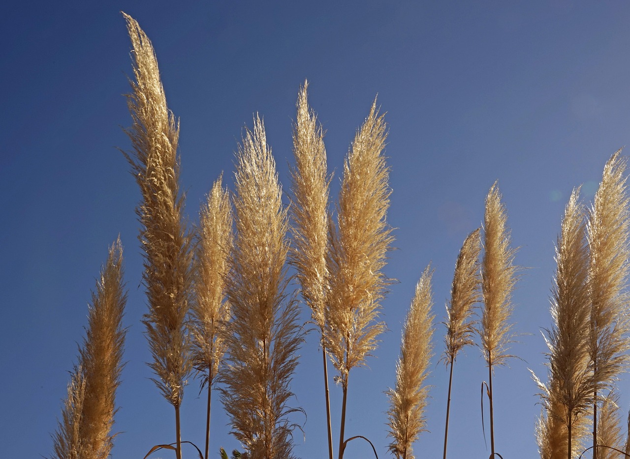 Grasses Stalks Plant World Pond - Free photo on Pixabay - Pixabay