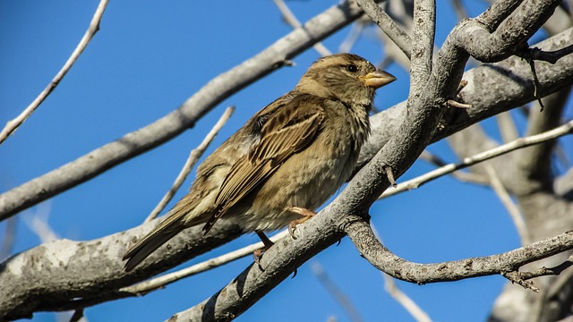 Pardal Pássaro Natureza - Foto gratuita no Pixabay - Pixabay