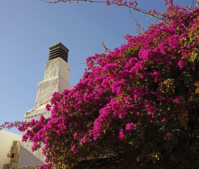 Buganvilla Flowers Shrub Flowering - Free photo on Pixabay - Pixabay