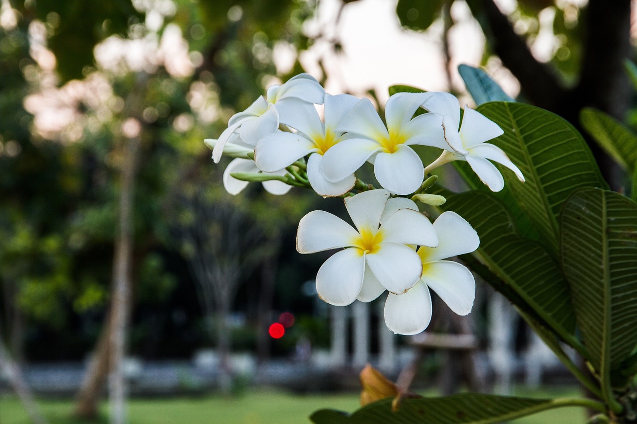 Flor Blanco Flores De Frangipani - Foto gratis en Pixabay - Pixabay
