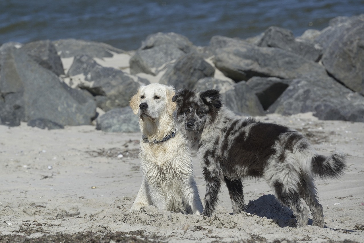 Golden Retriever Chiens Grâce De - Photo gratuite sur Pixabay - Pixabay