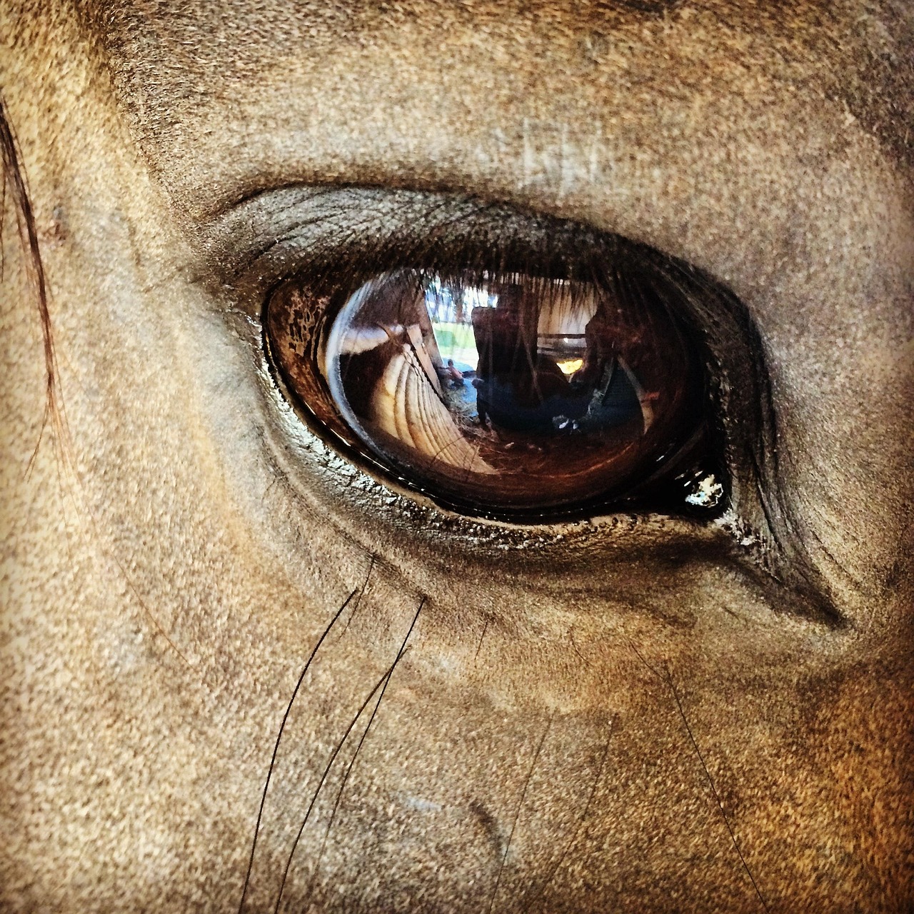 Horse Eye Village - Free photo on Pixabay