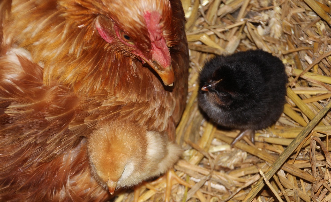 Ayam Tertawa Kecil Anak - Foto gratis di Pixabay - Pixabay
