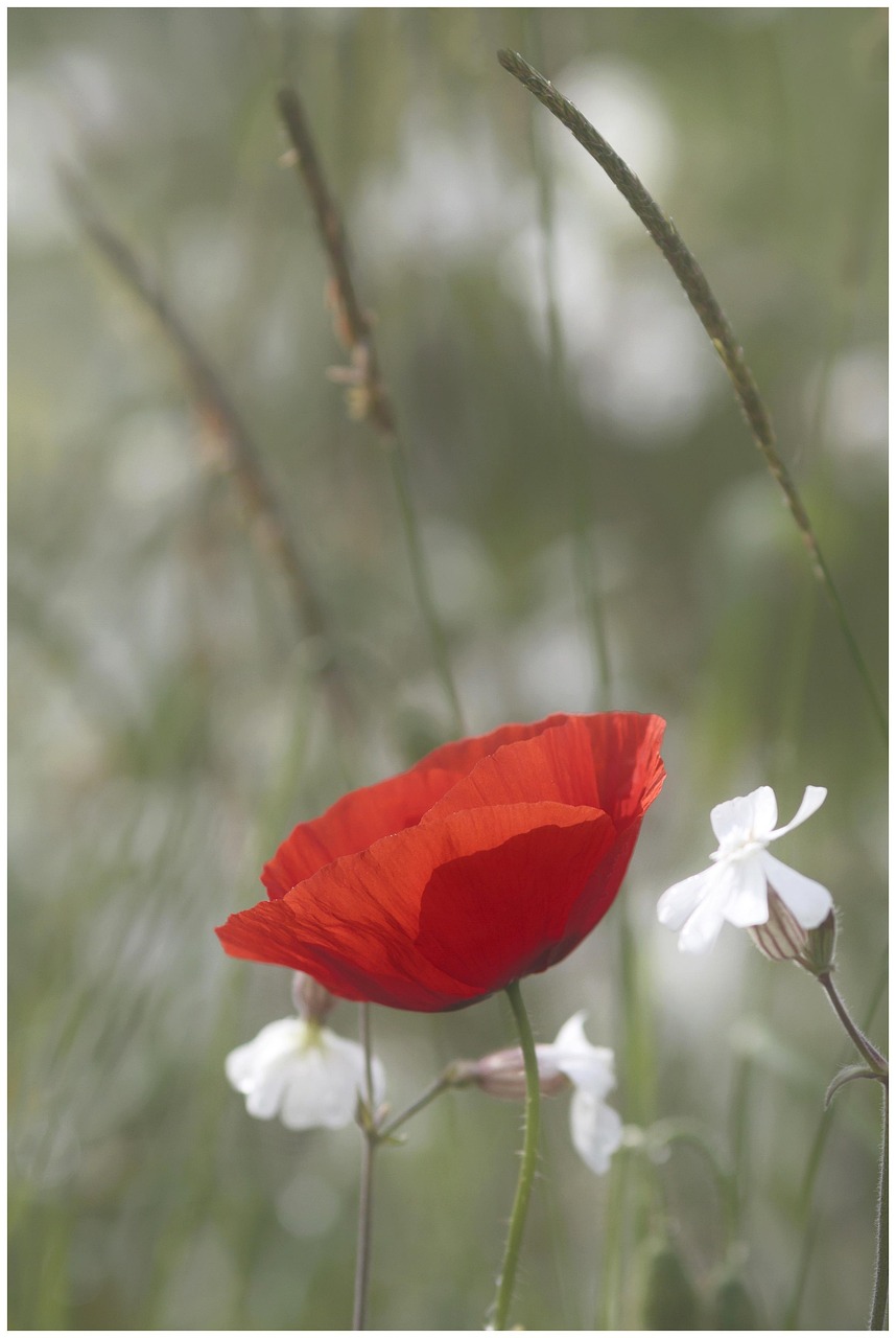 Poppy Flower Spring - Free photo on Pixabay - Pixabay