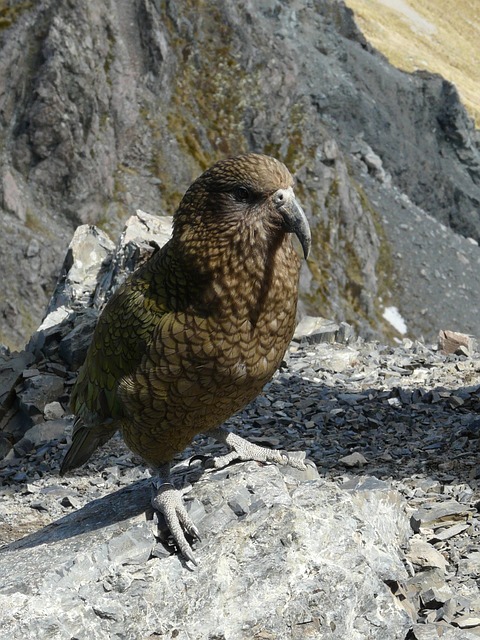 Loro Kea Nueva Zelanda Viaje - Foto gratis en Pixabay