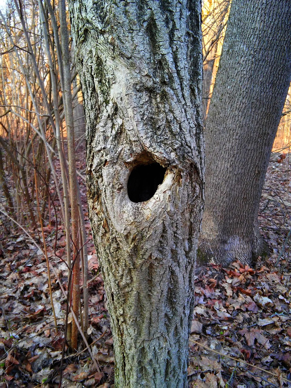 Hueco Árbol Bosque La - Foto gratis en Pixabay - Pixabay