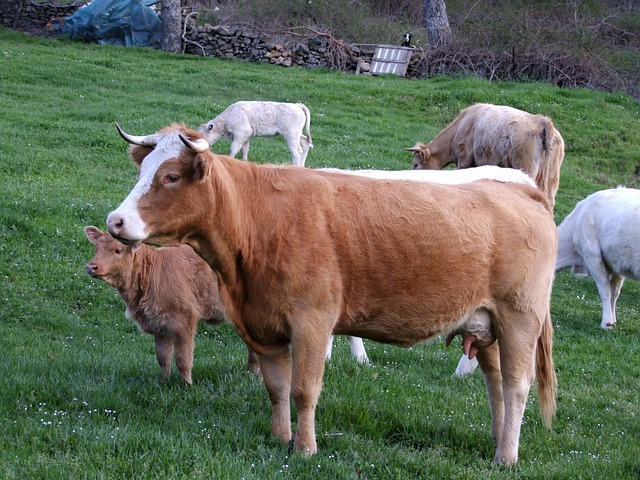 Vaches Campagne Personnes Les - Photo gratuite sur Pixabay - Pixabay