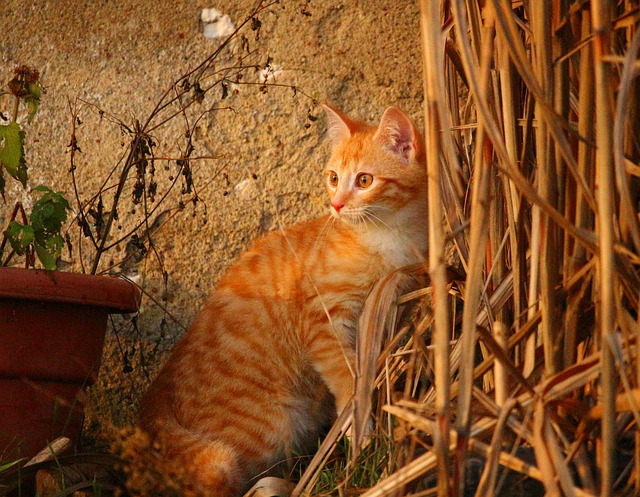 Chat Chaton Tabby Rouge - Photo gratuite sur Pixabay - Pixabay
