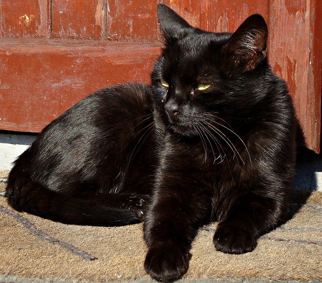 Gato Animal Negro - Foto gratis en Pixabay - Pixabay