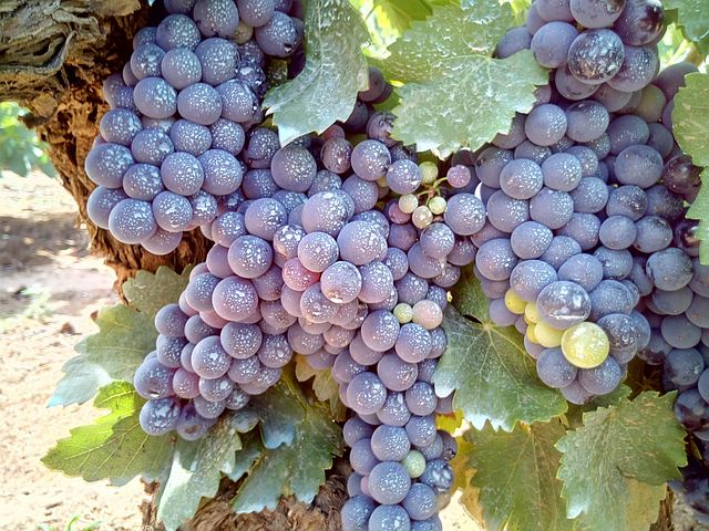 100+ Free Grape Field & Vineyard Images - Pixabay
