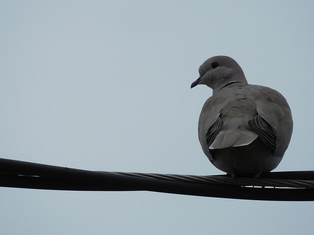 Pájaro Paloma Animal De - Foto gratis en Pixabay - Pixabay
