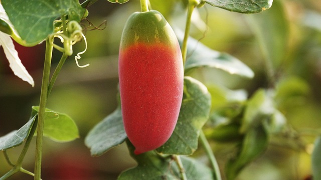 Gourd Thai Vegetable Garden - Free photo on Pixabay - Pixabay