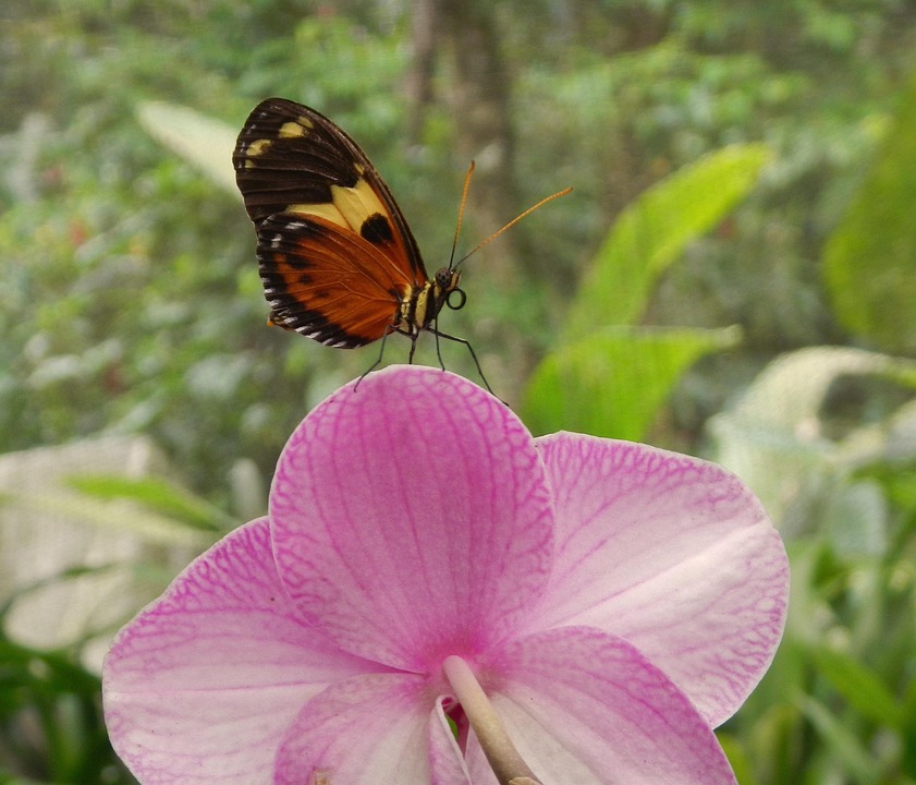 Butterfly On Flower Nature At - Free photo on Pixabay