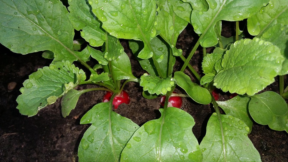 Radish Vegetables Food - Free photo on Pixabay - Pixabay