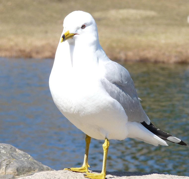 Goeland Nature Quebec - Free photo on Pixabay