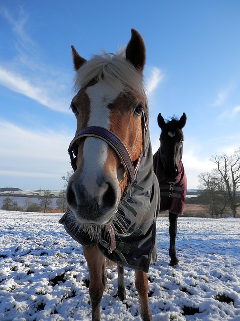 Cavalo Neve Animal - Foto gratuita no Pixabay - Pixabay