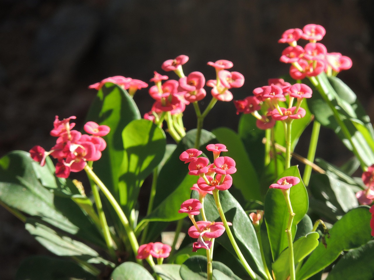 Bunga Mawar Tanaman - Foto gratis di Pixabay - Pixabay