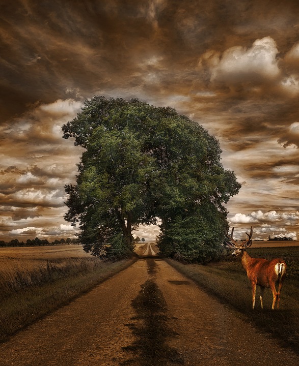 Grove Of Trees Away Mood - Free photo on Pixabay