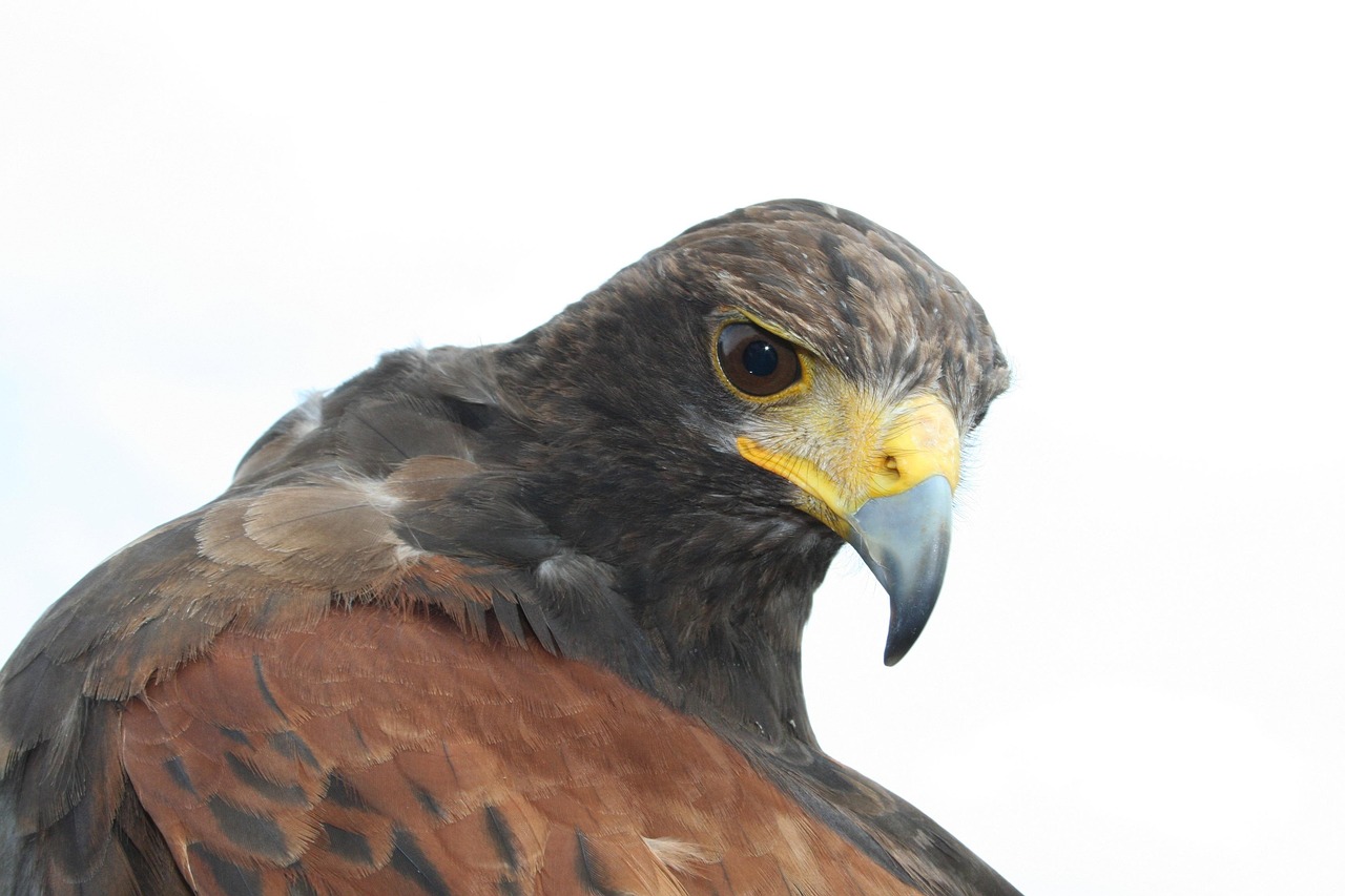 Oiseau De Proie Buse Variable - Photo gratuite sur Pixabay - Pixabay