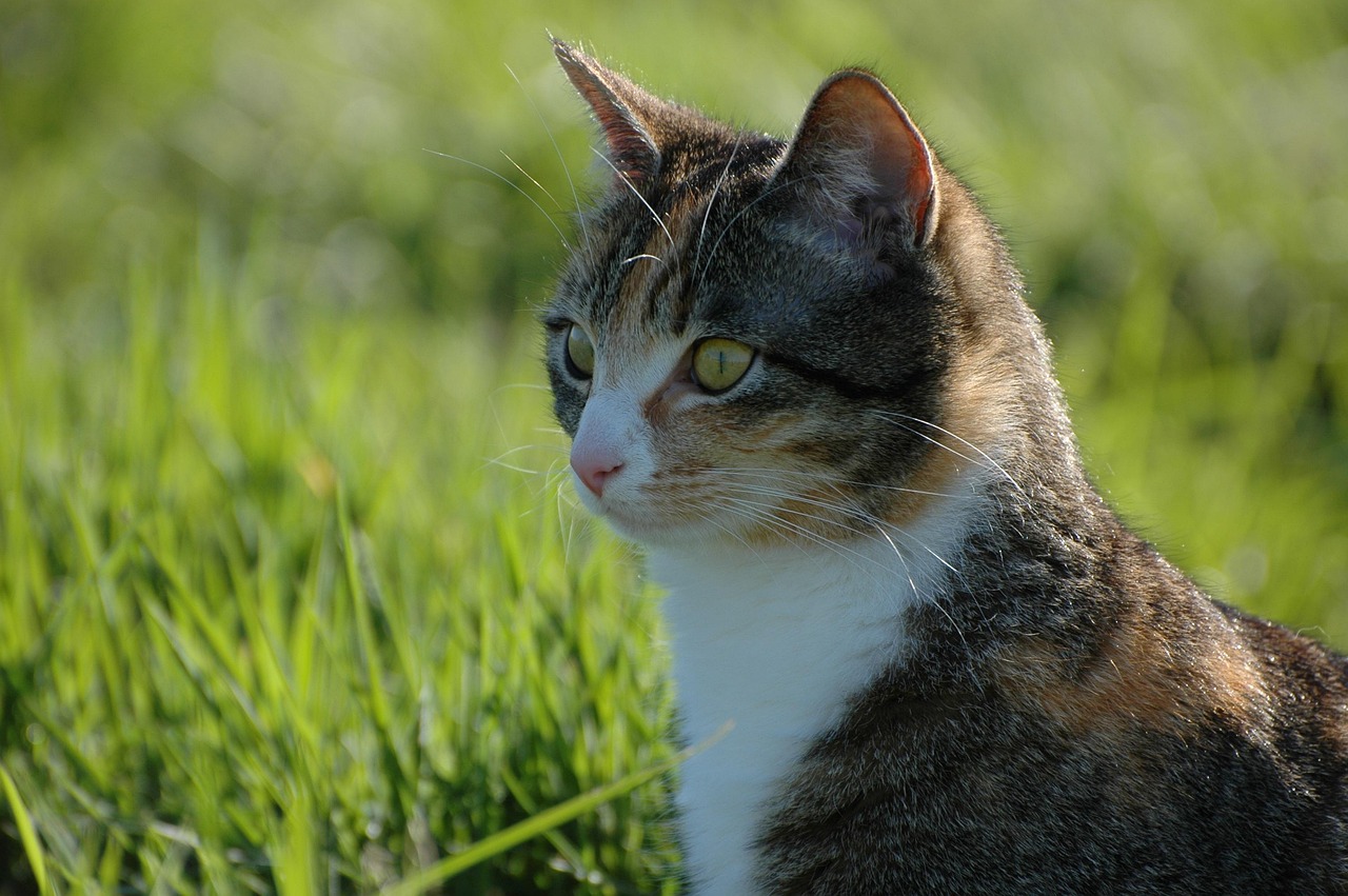 Gato Jardim Natureza - Foto gratuita no Pixabay - Pixabay