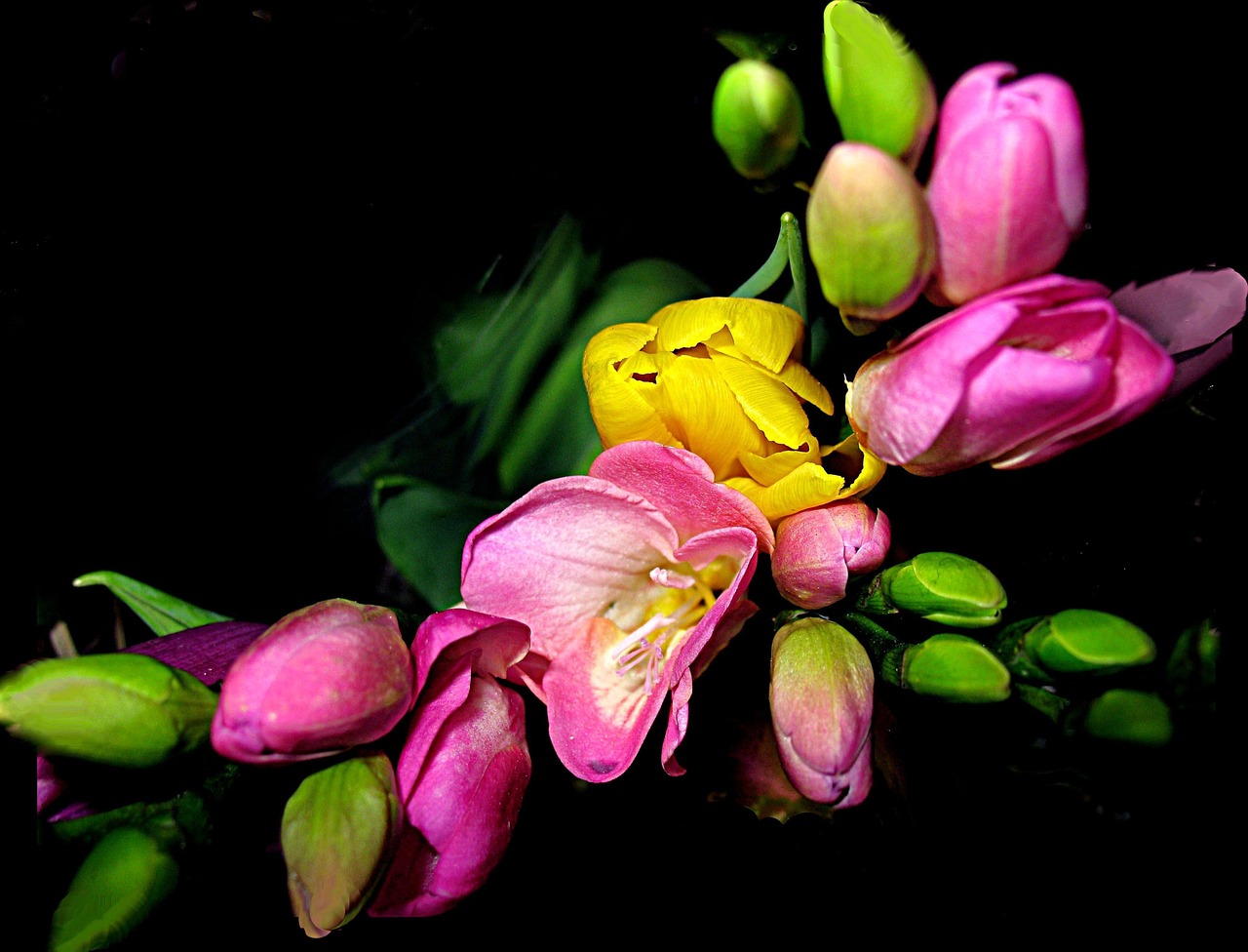 100+ Free Freesia & Nature Images - Pixabay