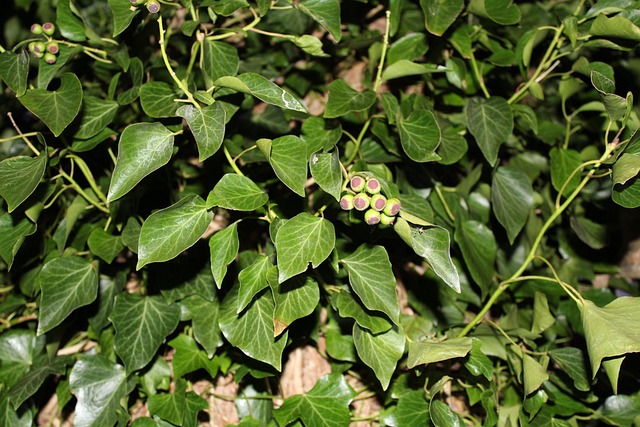 Rank Plant Green Leaves - Free photo on Pixabay - Pixabay