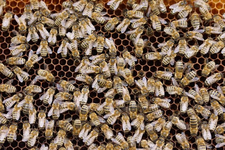 Plus de 800 images de Ruche et de Miel - Pixabay