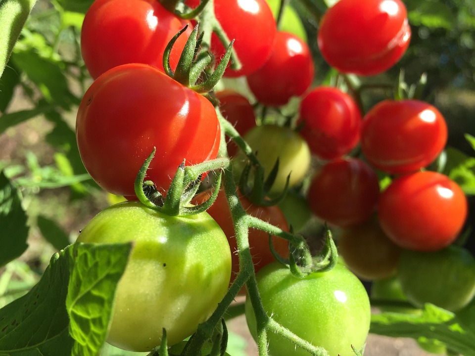 Tomatoes Red Green - Free photo on Pixabay - Pixabay