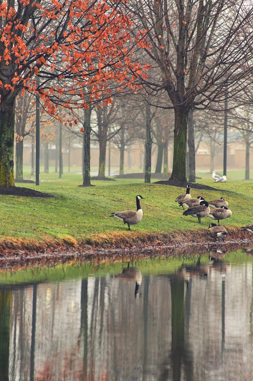 Reflection By The Water Geese - Free photo on Pixabay - Pixabay