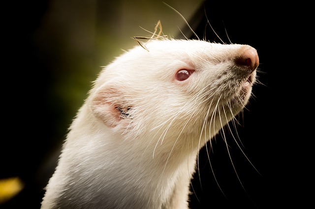 Ferret Animals Animal - Free photo on Pixabay - Pixabay