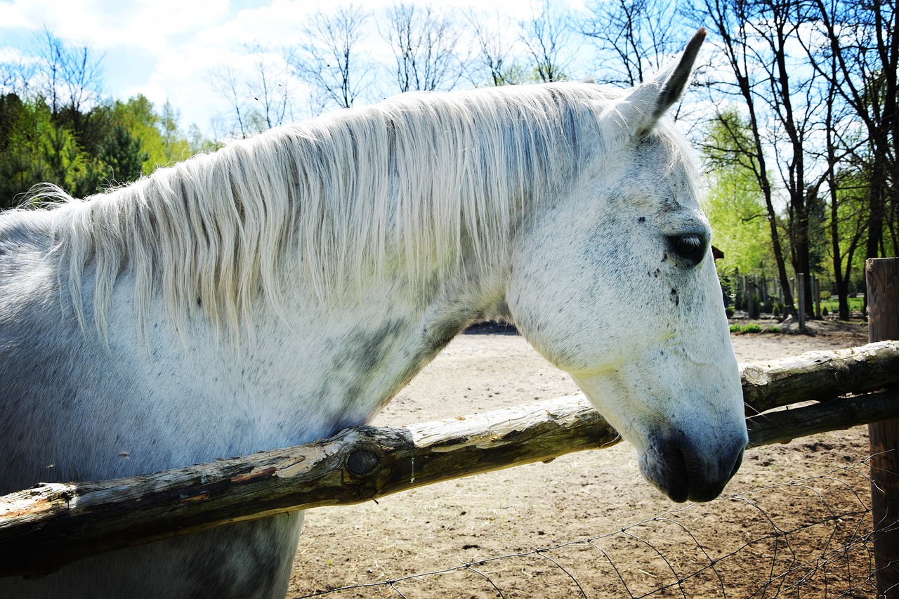 Cheval Blanc Cultiver - Photo gratuite sur Pixabay - Pixabay