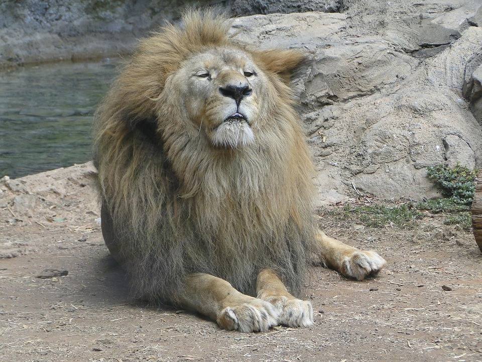Lion Orgueil Courage - Photo gratuite sur Pixabay