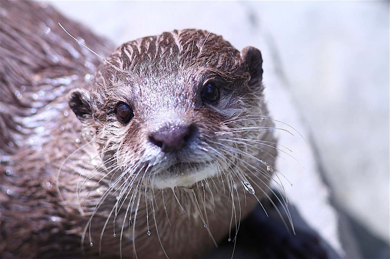 Otter Good Animal - Free photo on Pixabay - Pixabay