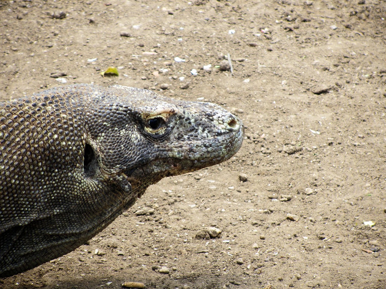 50+ Free Komodo Dragon & Komodo Images - Pixabay