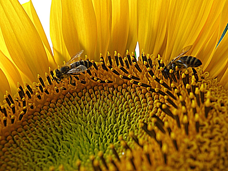 Sunflower Bees Agriculture - Free photo on Pixabay - Pixabay