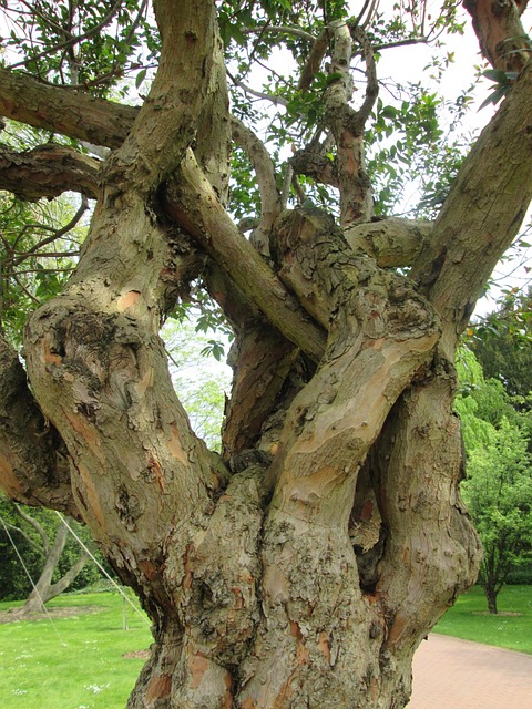 Arbre Vieille Tribu Tronc - Photo gratuite sur Pixabay - Pixabay