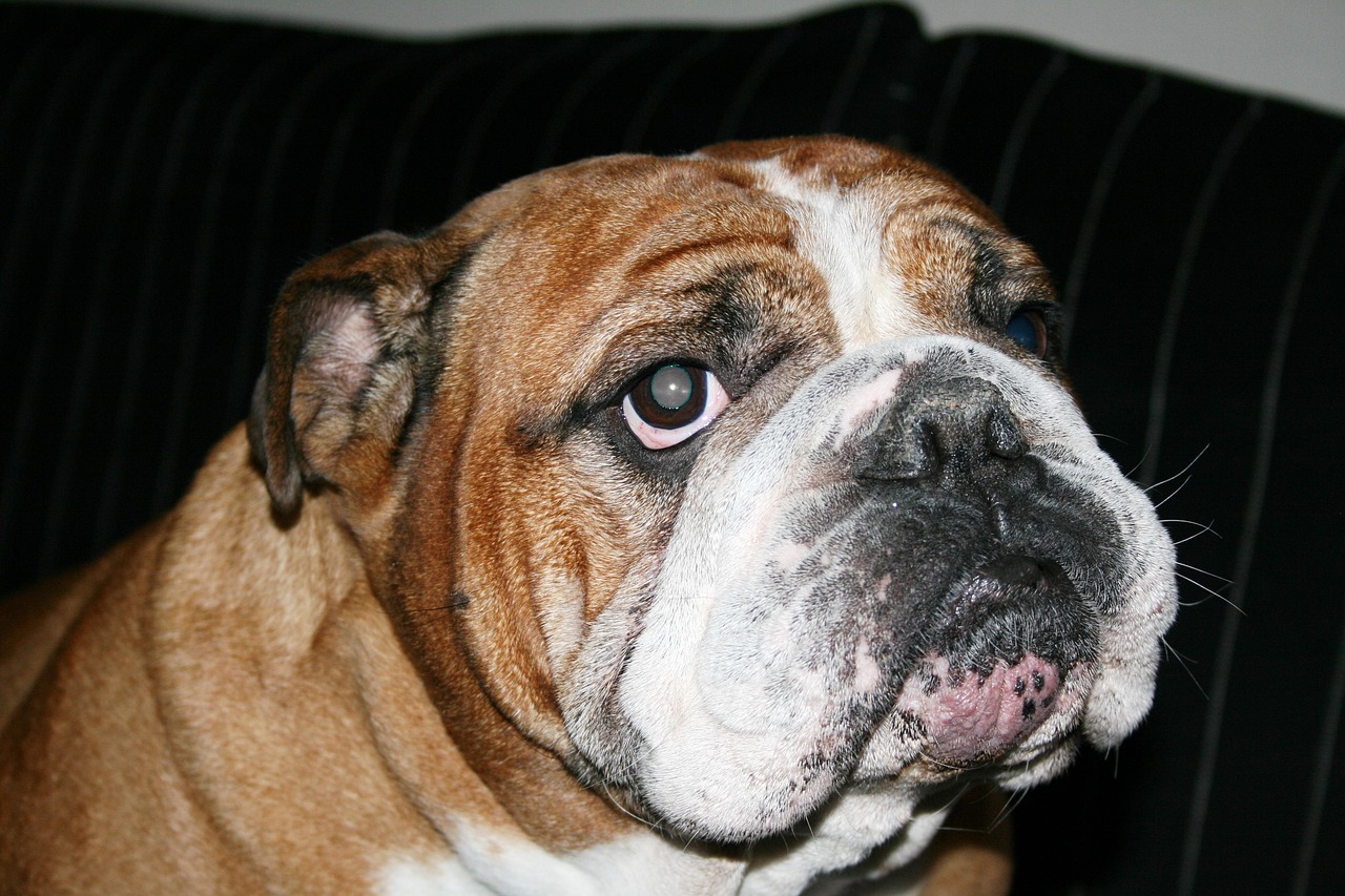 Buldog Perro - Foto gratis en Pixabay