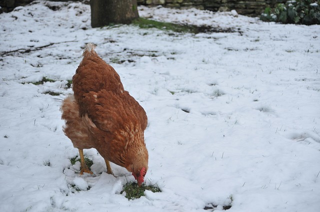 Hen Snow Chicken - Free photo on Pixabay