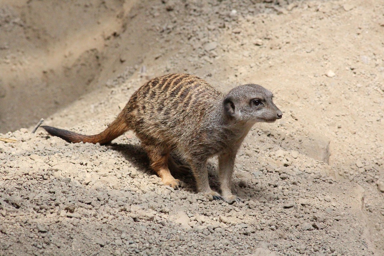 Suricata Animais Jardim Zoológico - Foto gratuita no Pixabay - Pixabay