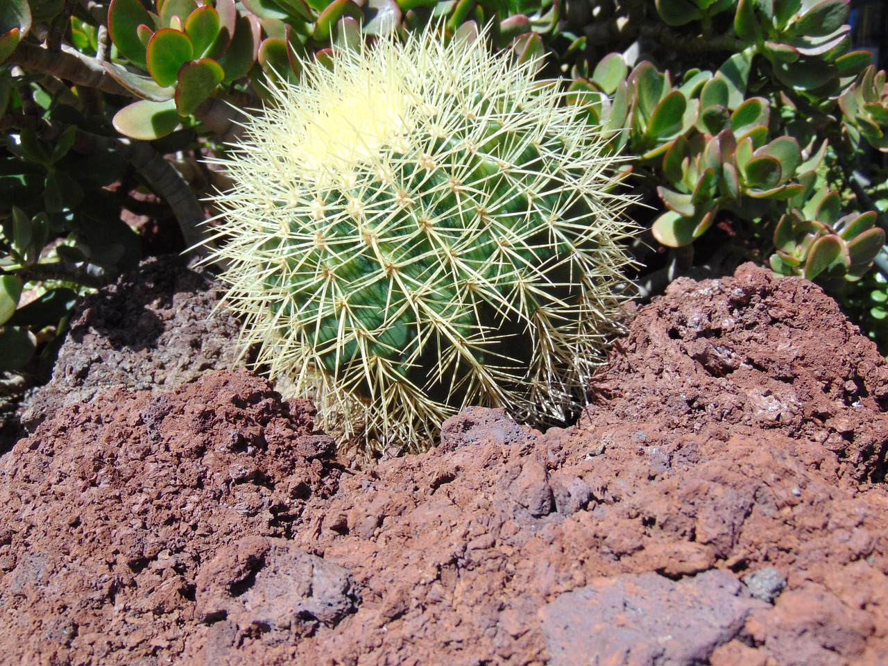 Cactus Plantas España - Imagen gratis en Pixabay - Pixabay