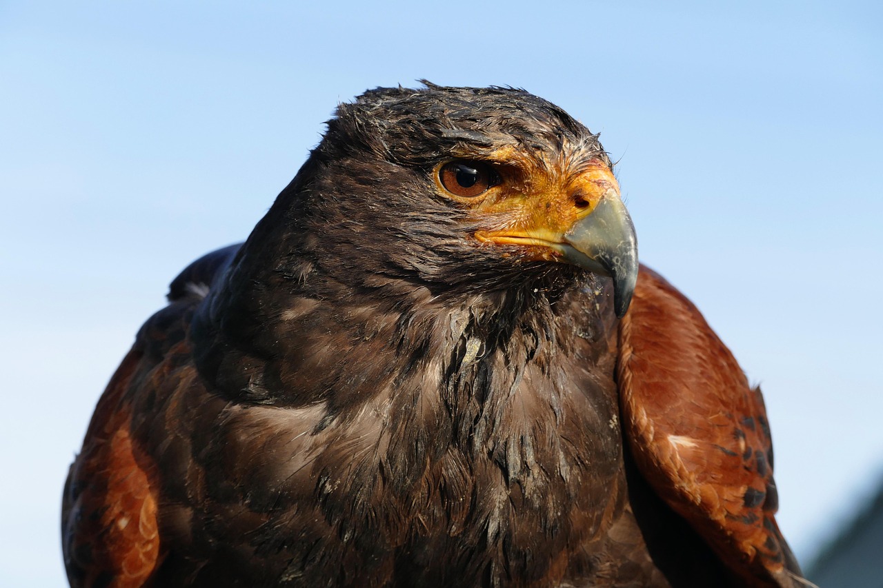 Birds Prey Nature - Free photo on Pixabay