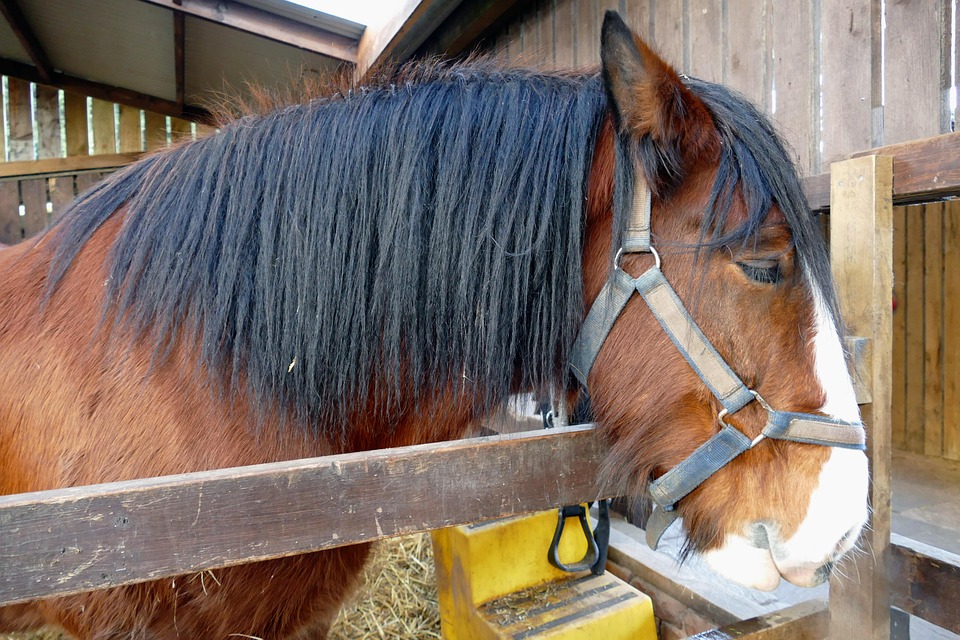 Animal Caballo Mamífero - Foto gratis en Pixabay - Pixabay