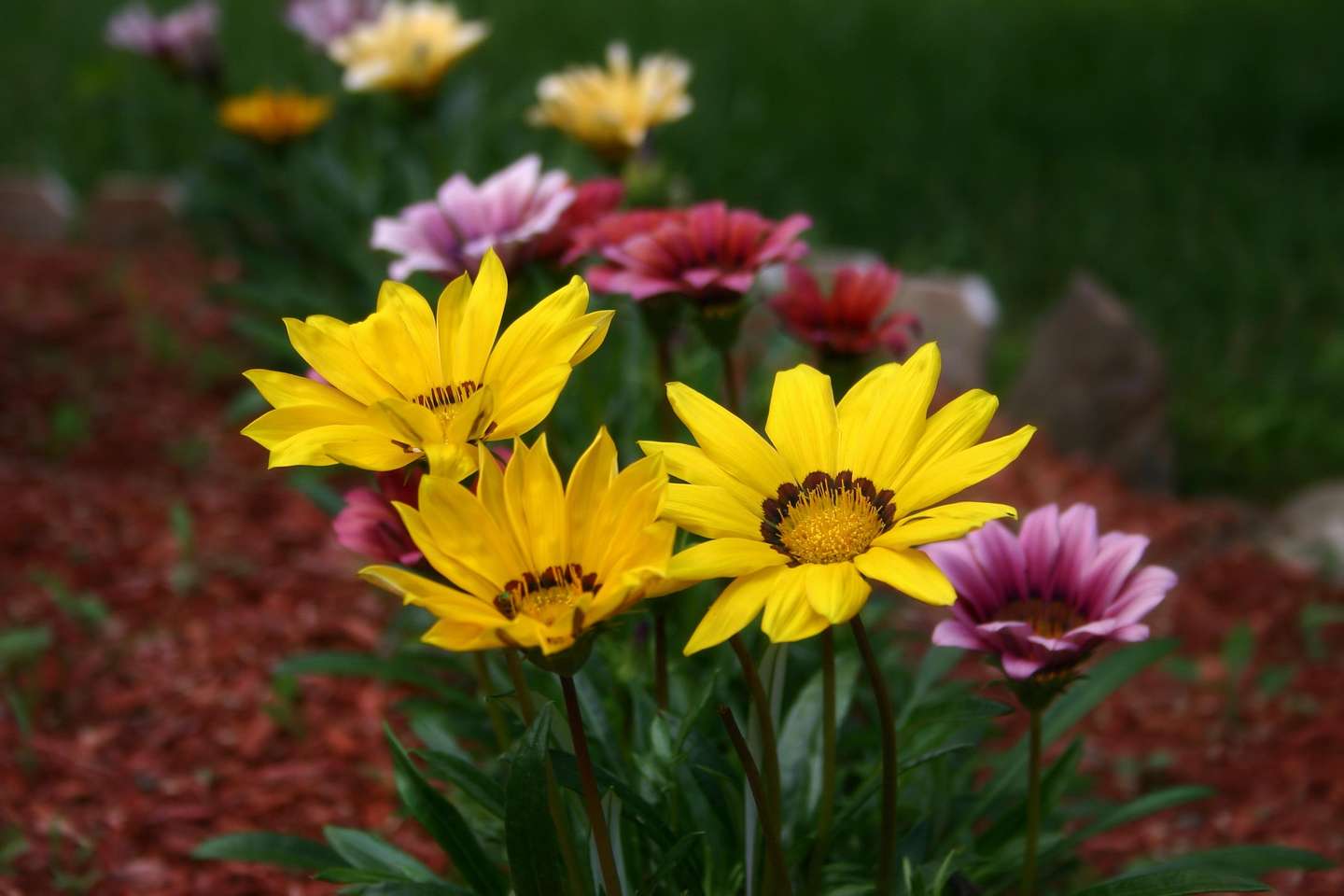 Kamots - Pixabay