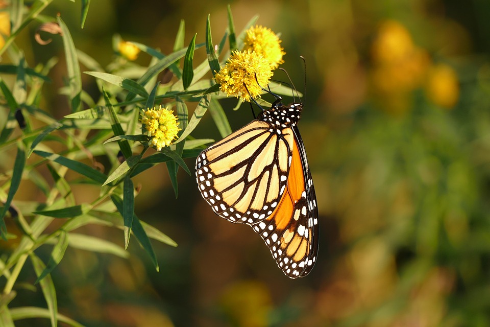 Butterfly Monarch Flower - Free photo on Pixabay - Pixabay