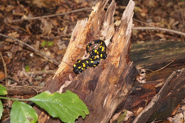 Salamandra Forest Nature The - Free photo on Pixabay