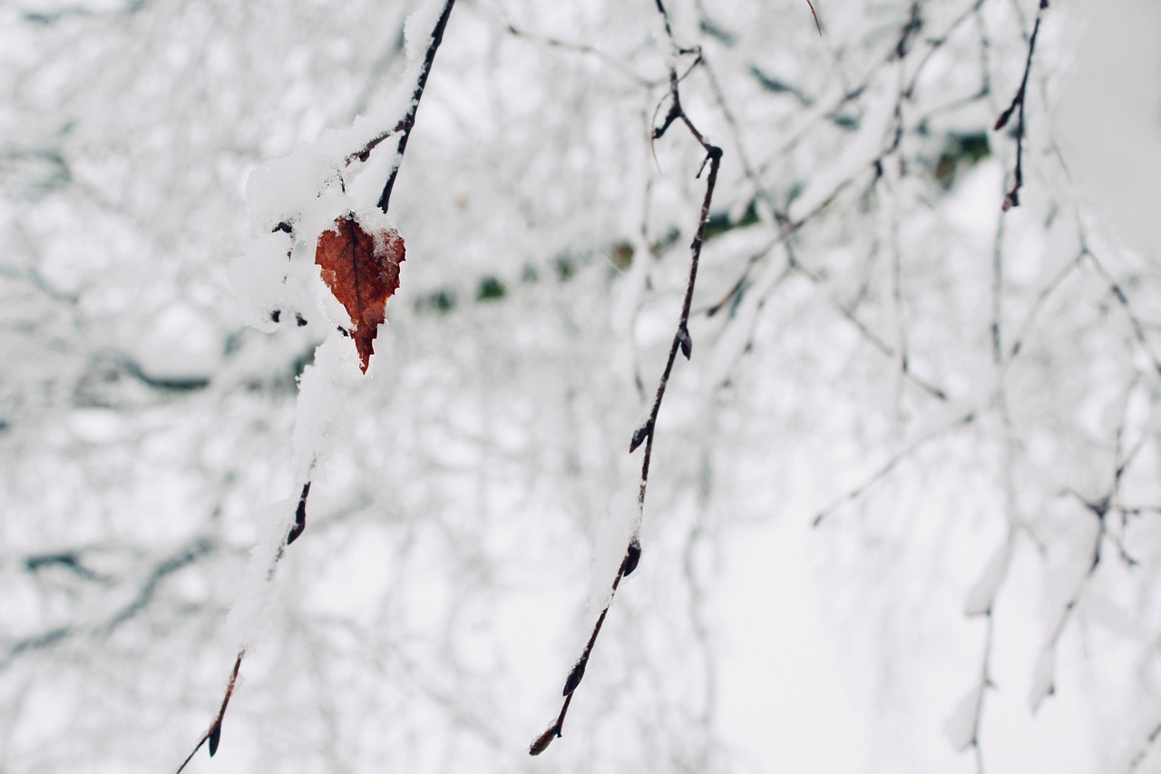 Snow Branches Winter - Free photo on Pixabay - Pixabay