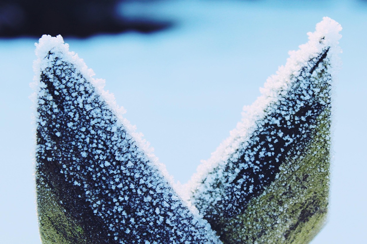 Nieve Escarcha Valla Disparo De - Foto gratis en Pixabay - Pixabay Nieve Escarcha Valla Disparo De - Foto gratis en Pixabay - Pixabay