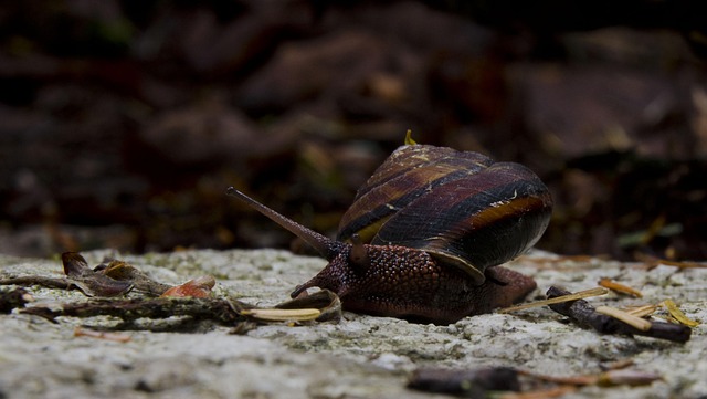 Snail Nature Slow - Free photo on Pixabay
